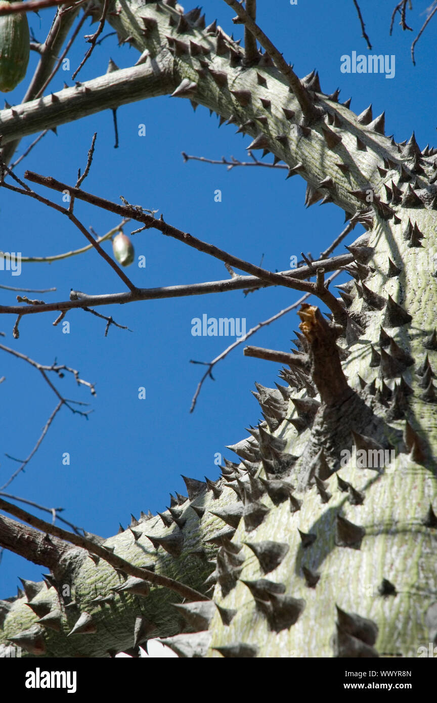 Ceiba tree hi-res stock photography and images - Alamy