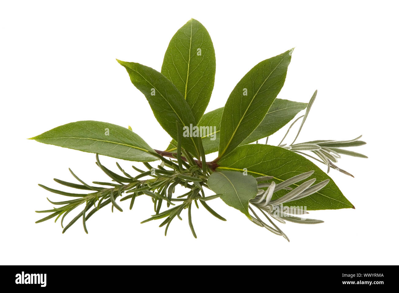 Lavender bay Cut Out Stock Images & Pictures - Alamy