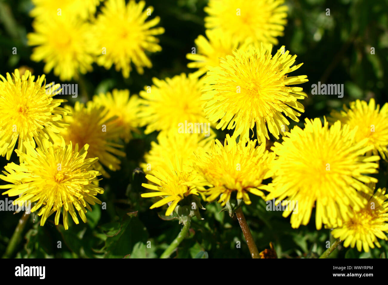yellow dandelion green field nature background Stock Photo - Alamy