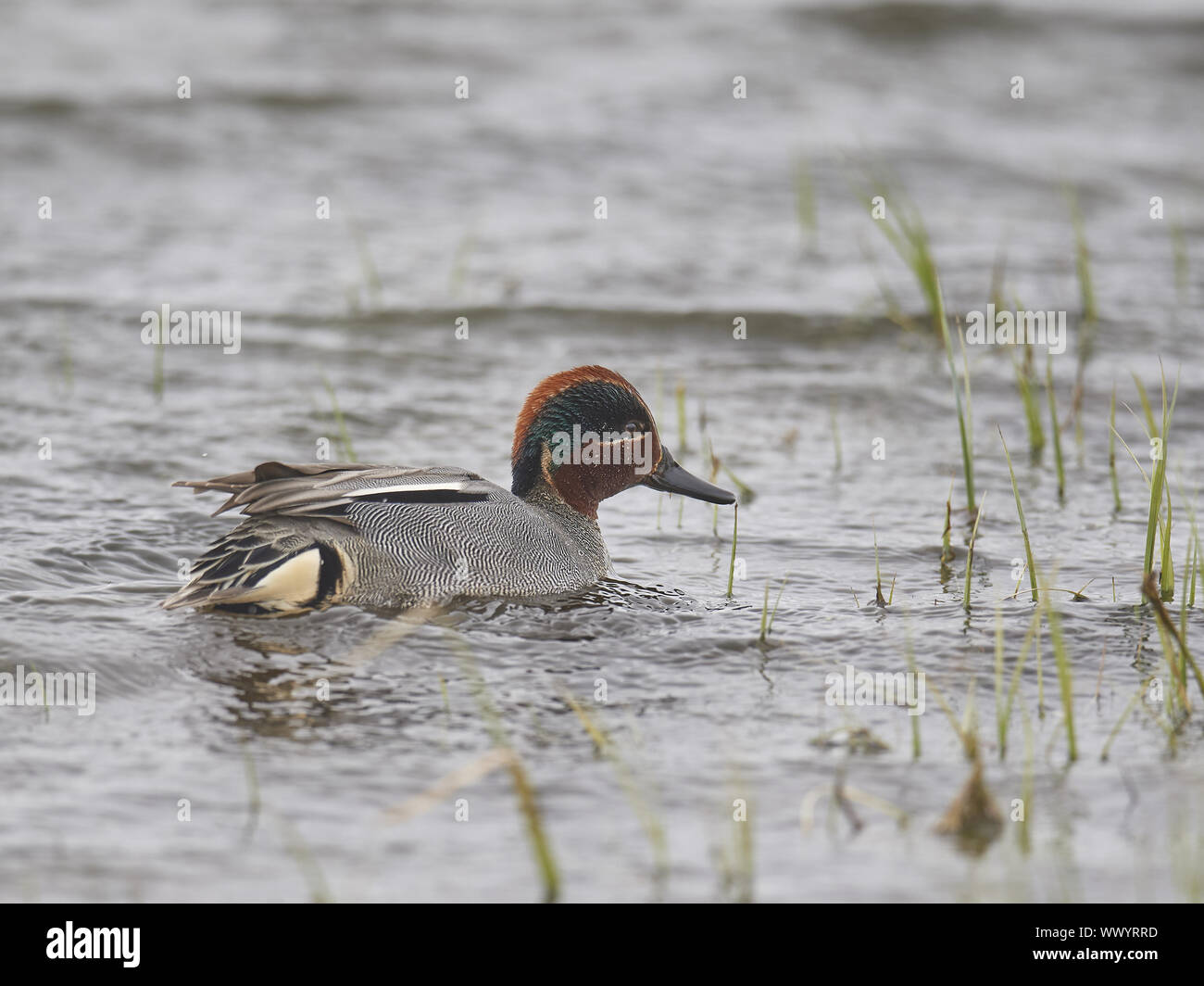 Eurasian nature hi-res stock photography and images - Alamy