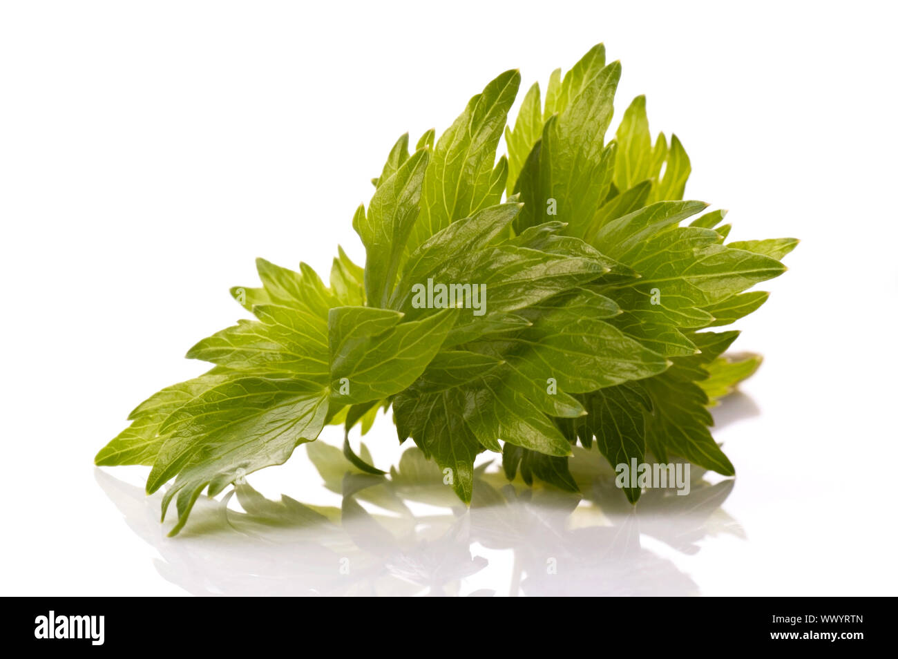 fresh lovage isolated on the white background Stock Photo - Alamy