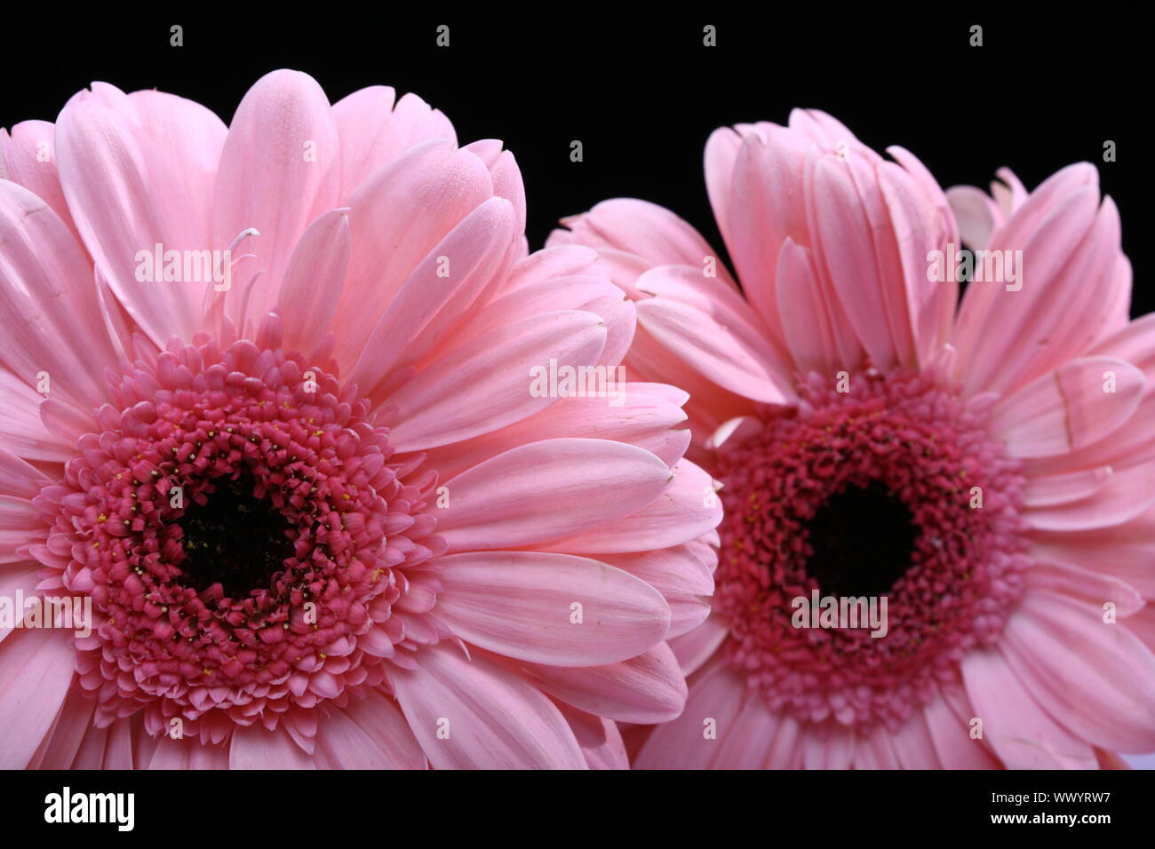 Pink gerberas hi-res stock photography and images - Alamy
