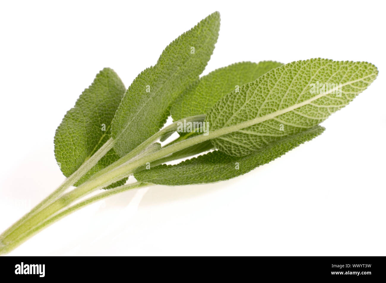 Saliva aromatic hi-res stock photography and images - Alamy