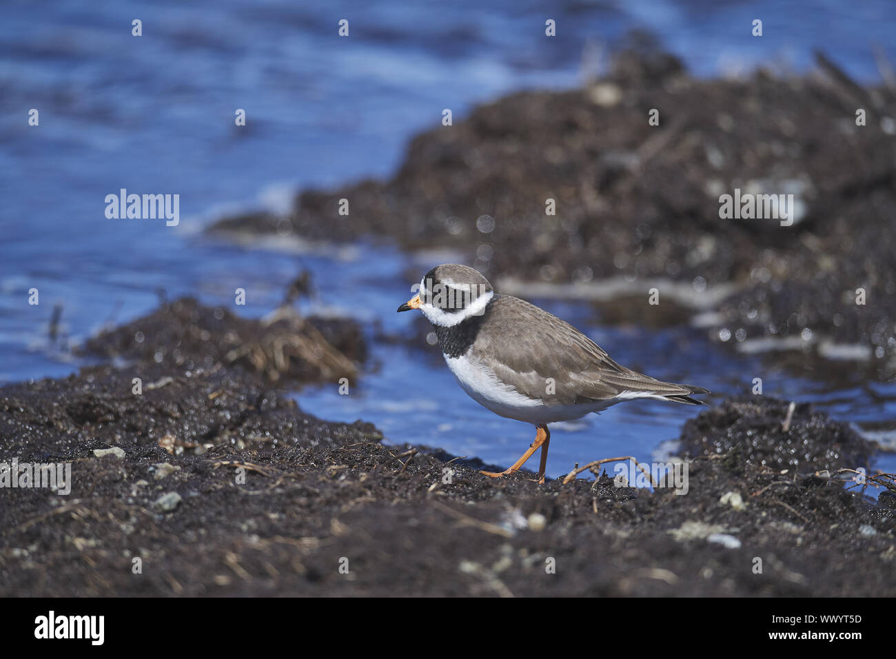 Common Ringed Plover Stock Photo - Alamy