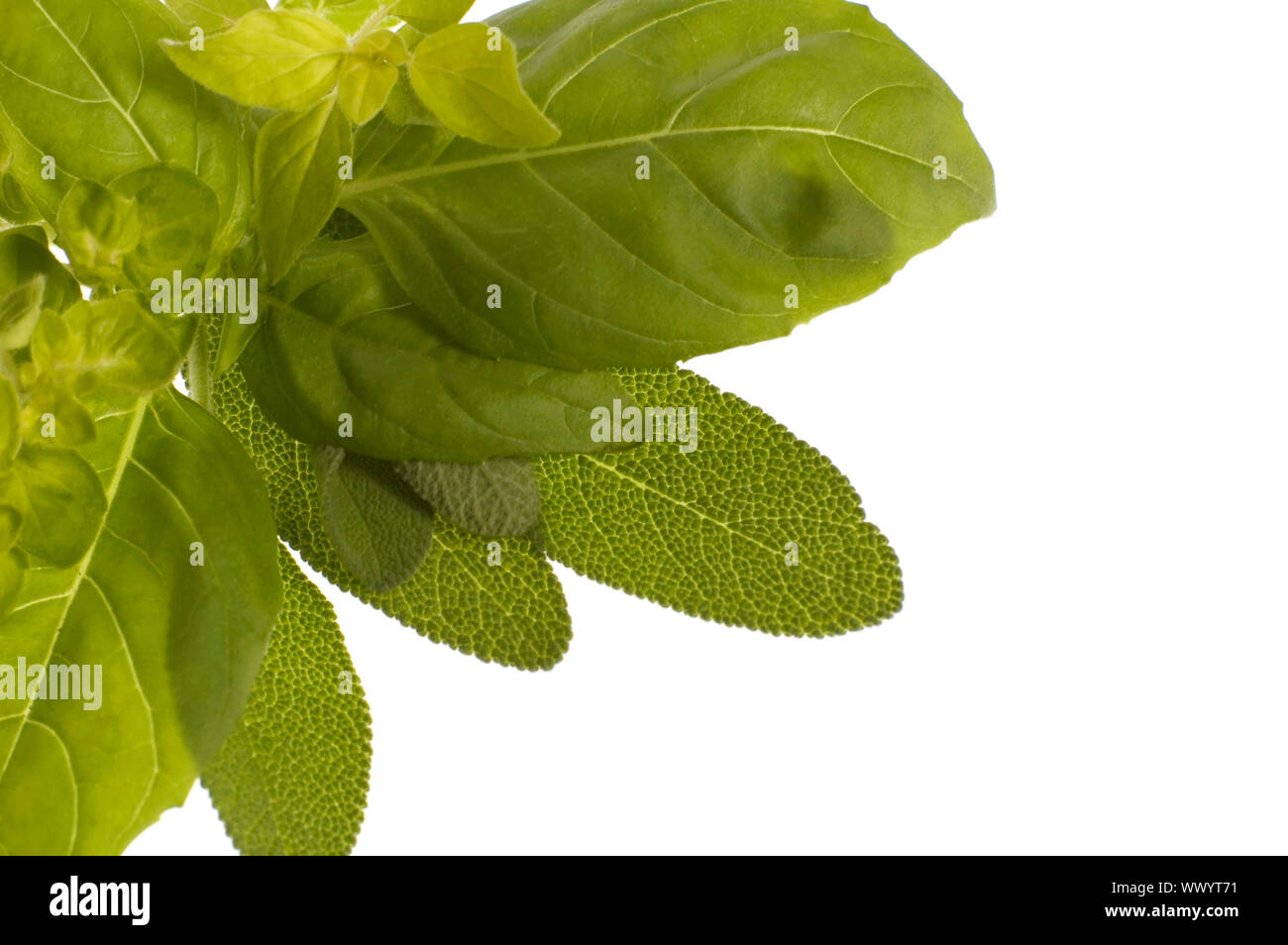 fresh basil and oregano isolated on the white background Stock Photo ...