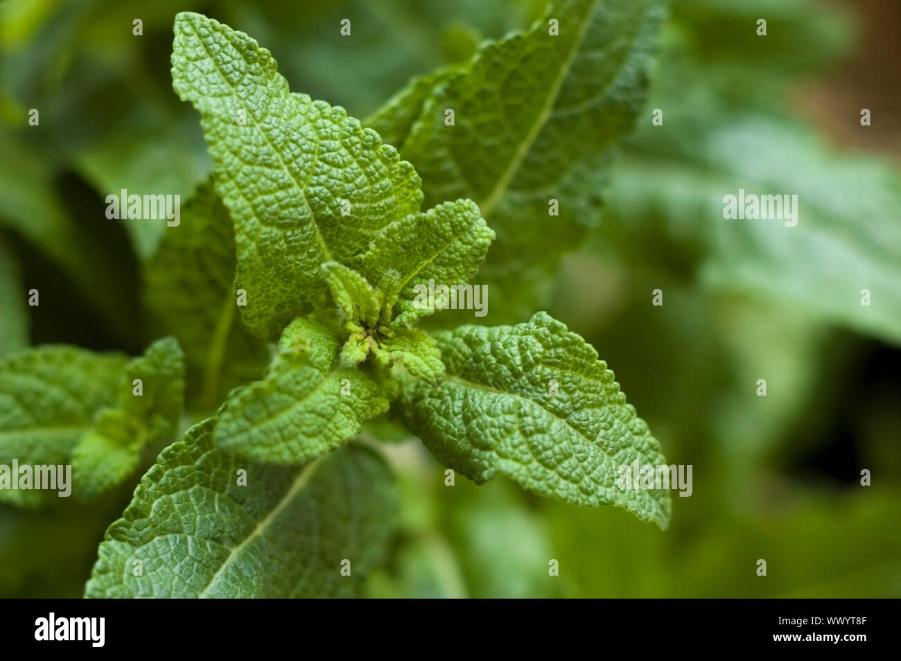 Griwing hi-res stock photography and images - Alamy
