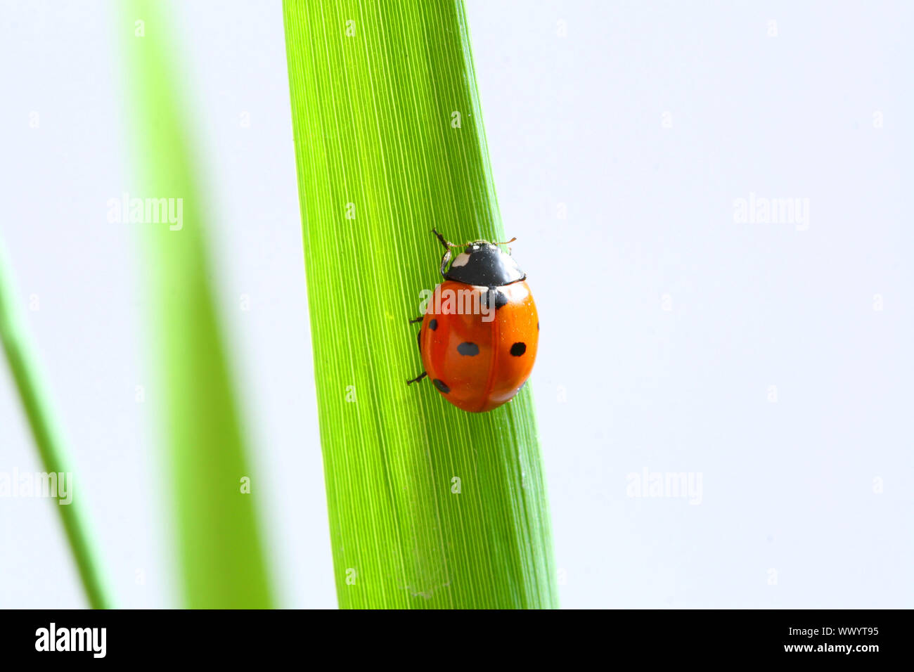 ladybug on grass isolated on white Stock Photo - Alamy