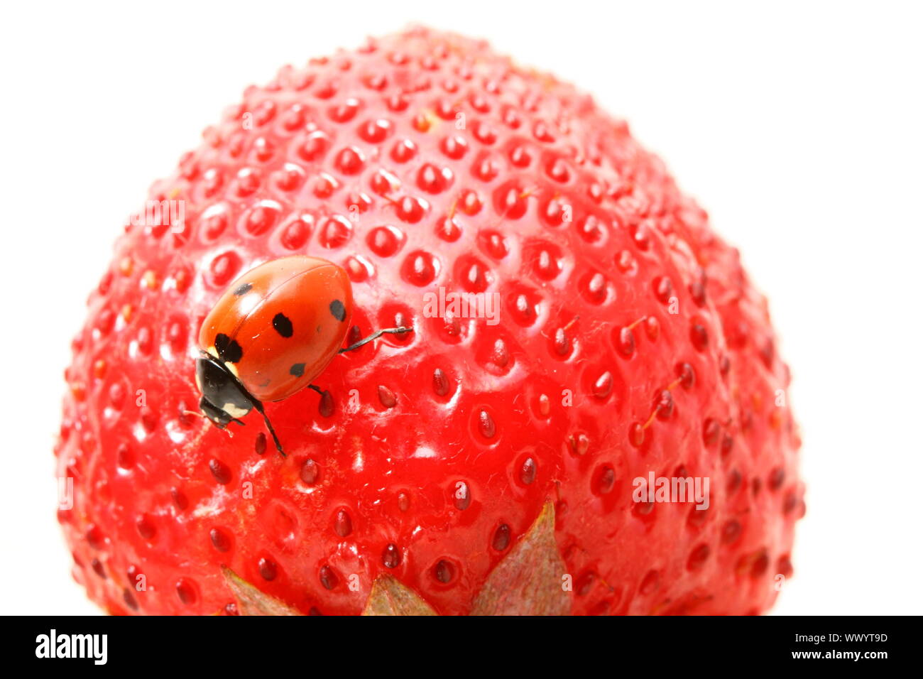 strawberry ladybug gourmet macro close up Stock Photo - Alamy