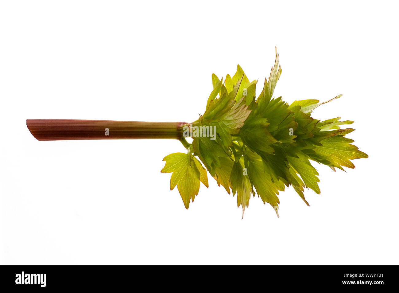 fresh lovage isolated on the white background Stock Photo - Alamy