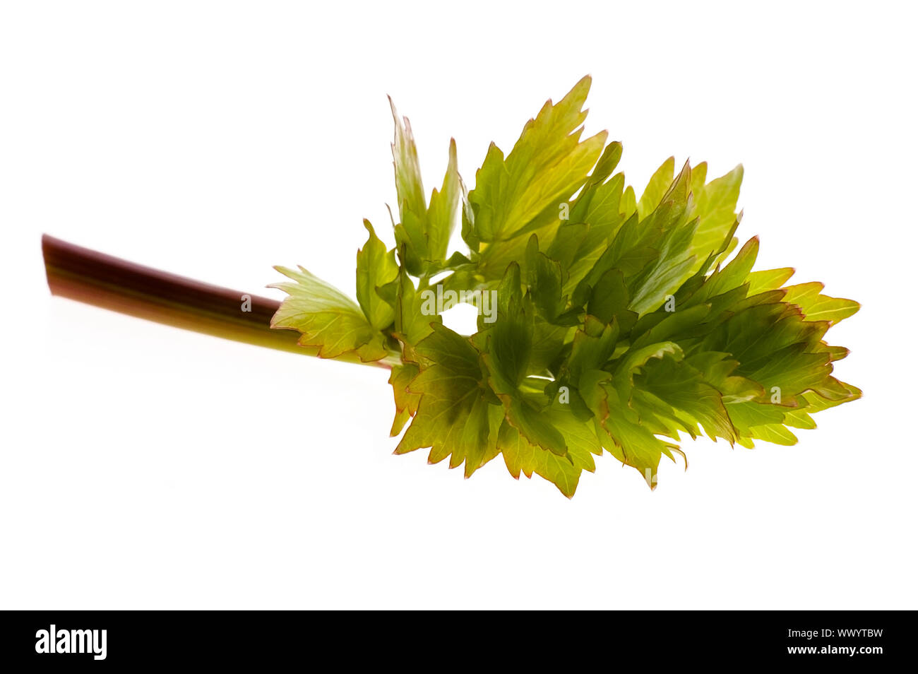 fresh lovage isolated on the white background Stock Photo - Alamy