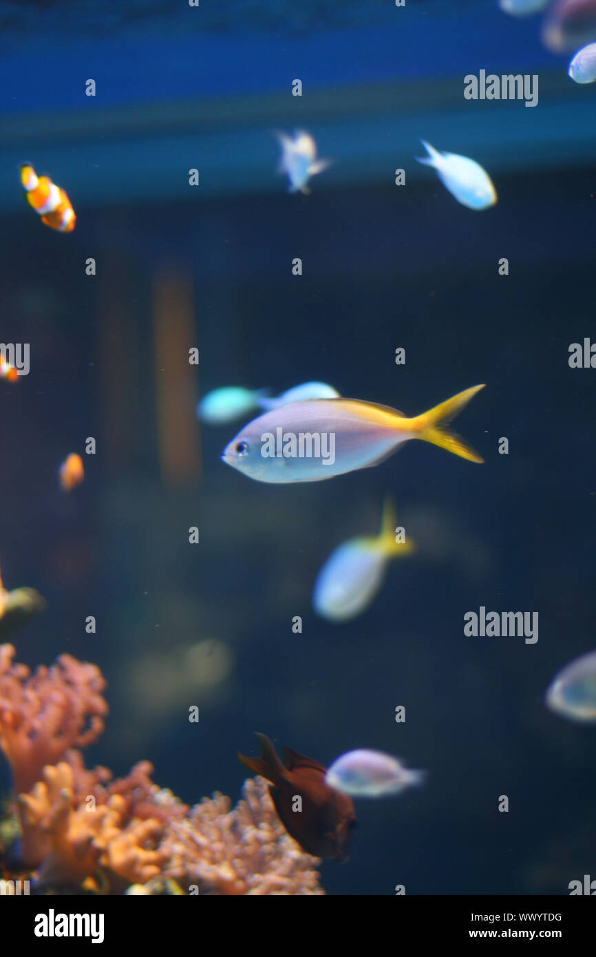 Aquarium fish collection hi-res stock photography and images - Alamy