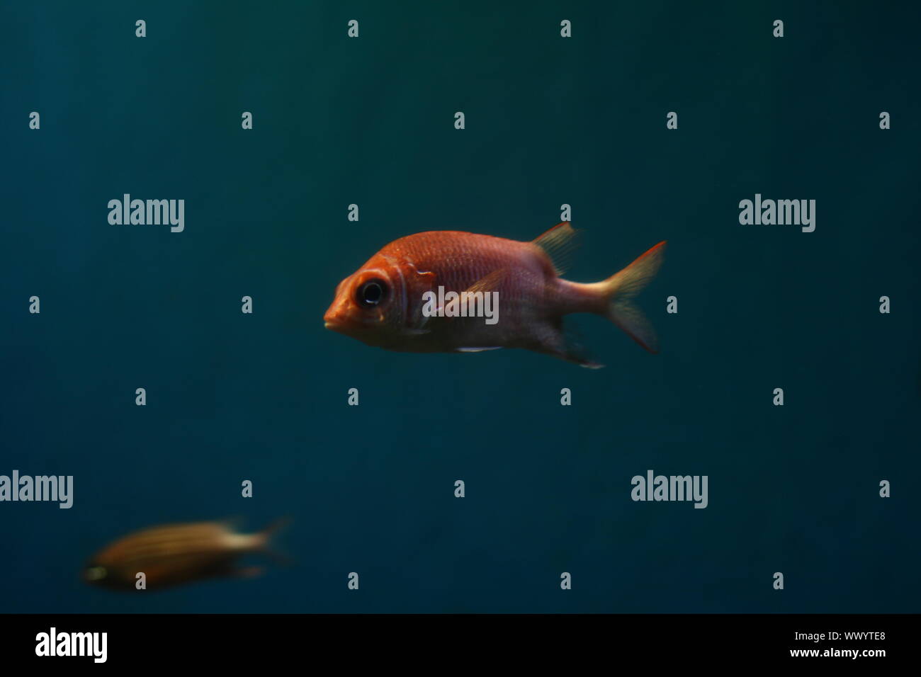 Aquarium fish collection hi-res stock photography and images - Alamy