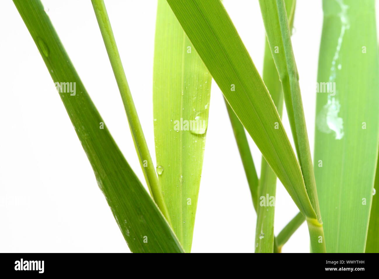 little shell on grass isolated on white Stock Photo - Alamy