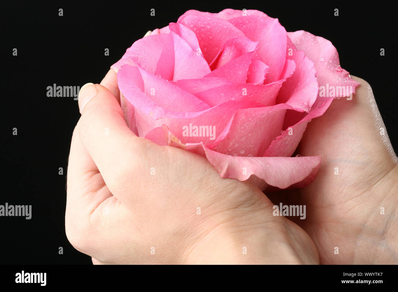 Rose and hand hi-res stock photography and images - Alamy