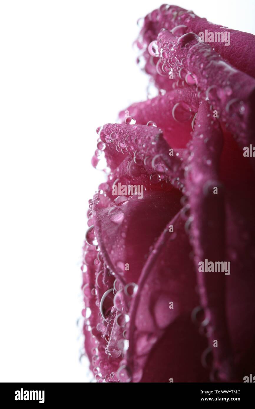 wet pink rose Stock Photo - Alamy