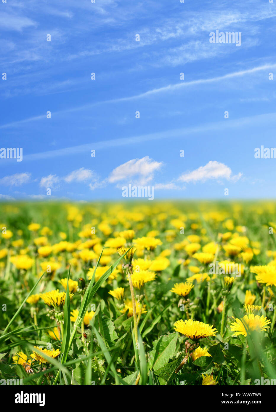 dandelion green field country landscape Stock Photo - Alamy