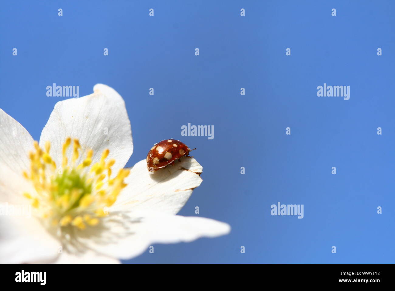 Tiny colored dots hi-res stock photography and images - Alamy