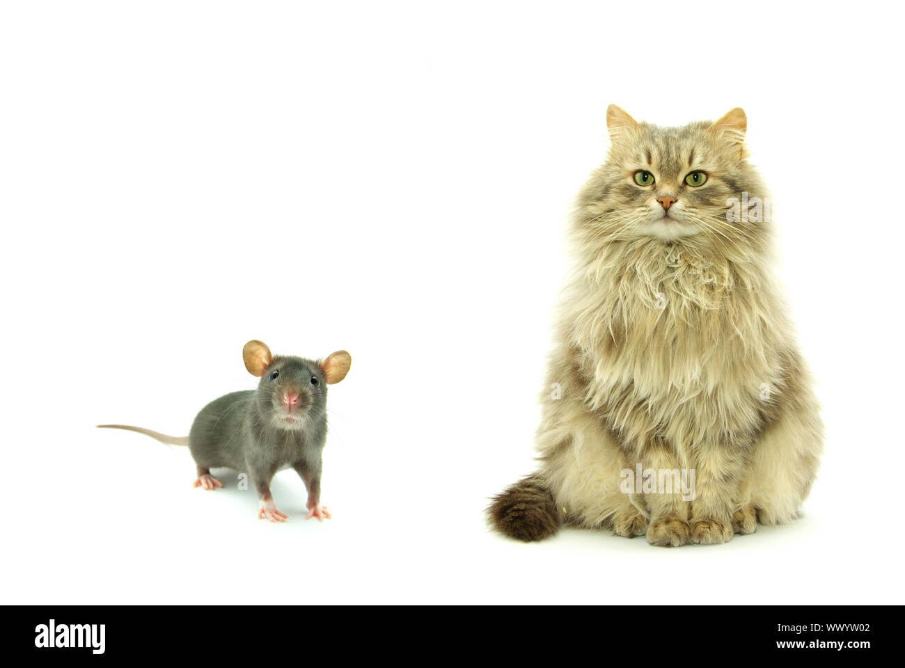 funny rat and cat isolated on white background Stock Photo - Alamy