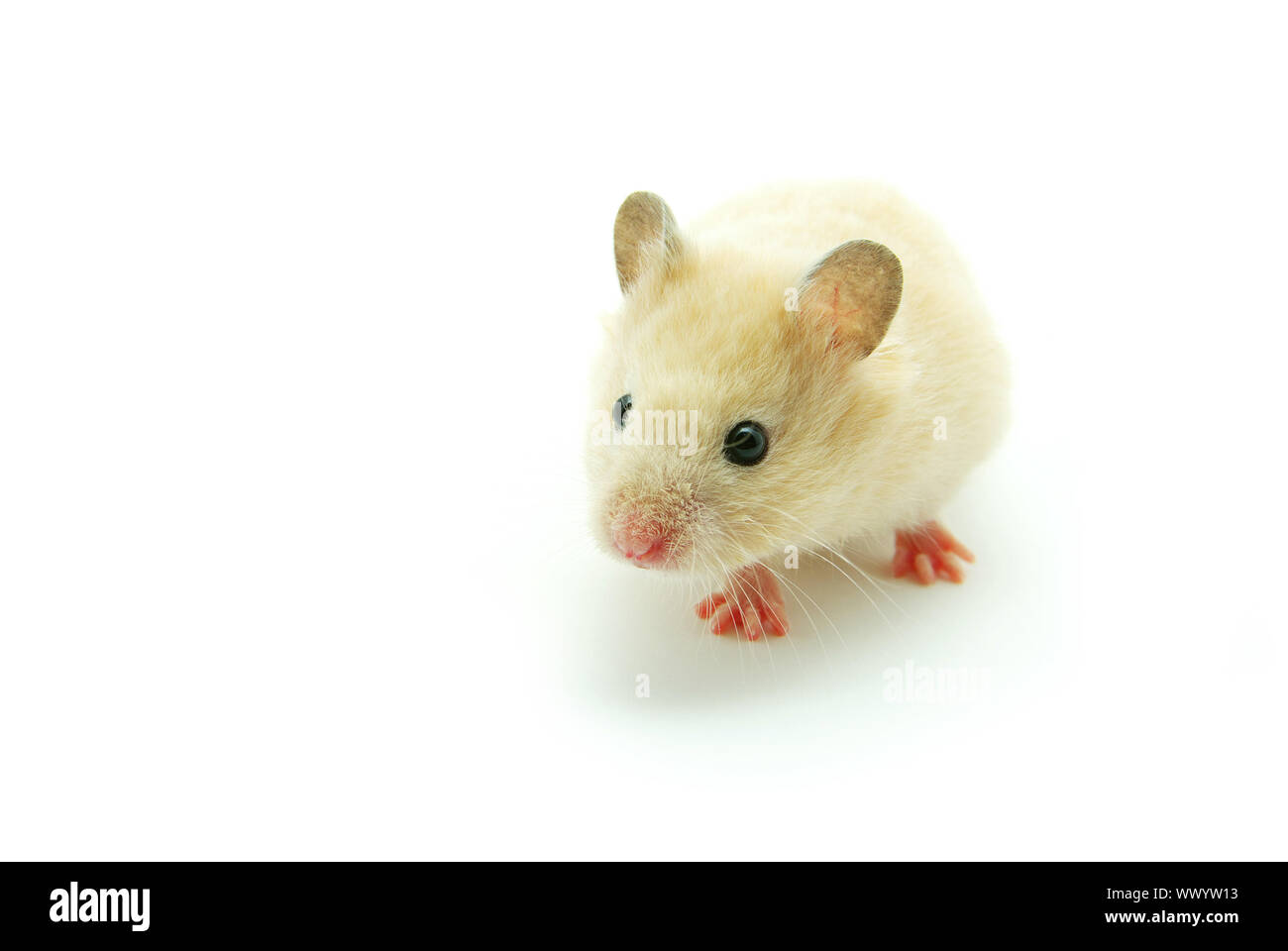 Hamster in front of a white background Stock Photo - Alamy