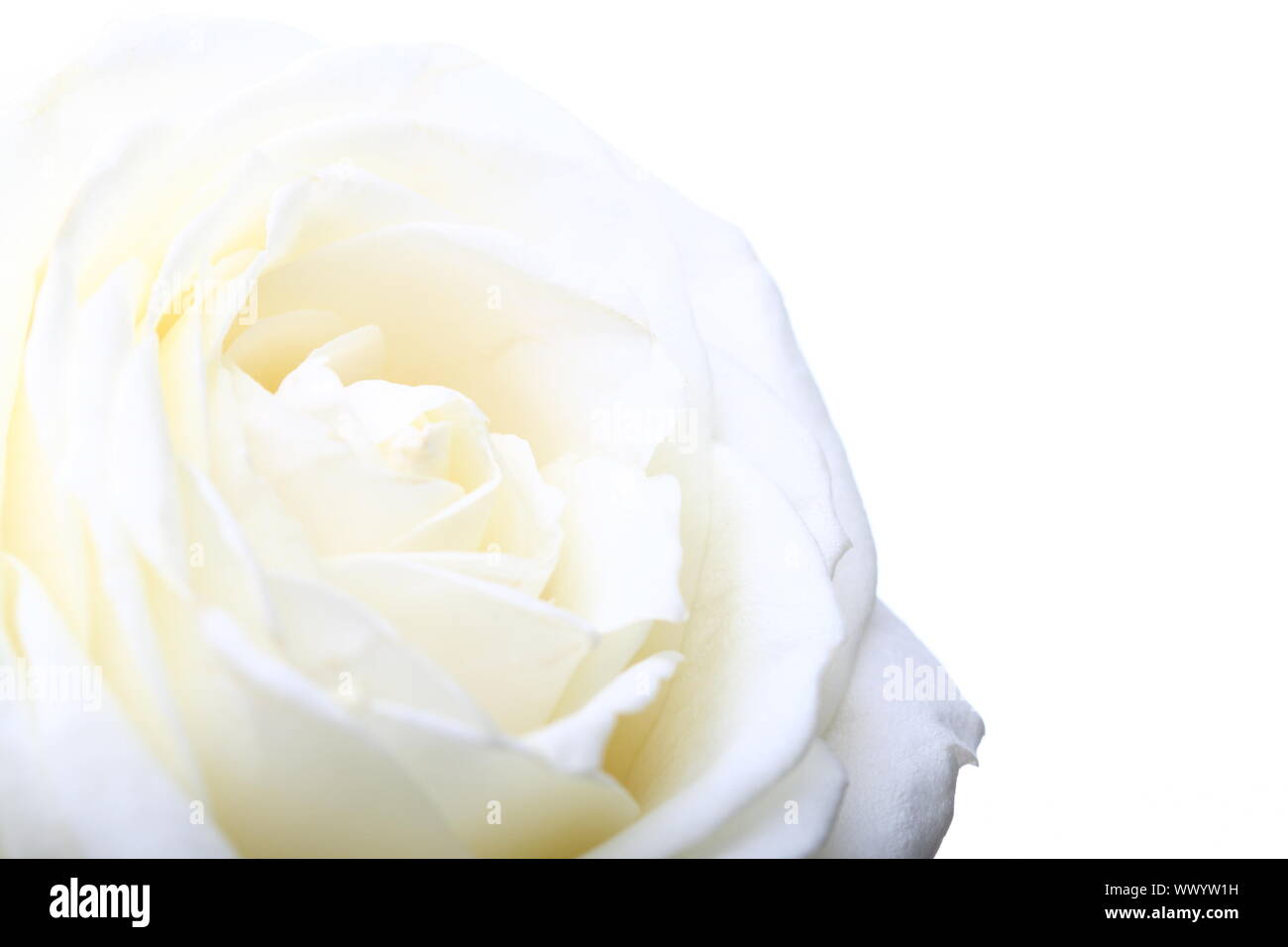 Rose Macro High Resolution Stock Photography and Images - Alamy