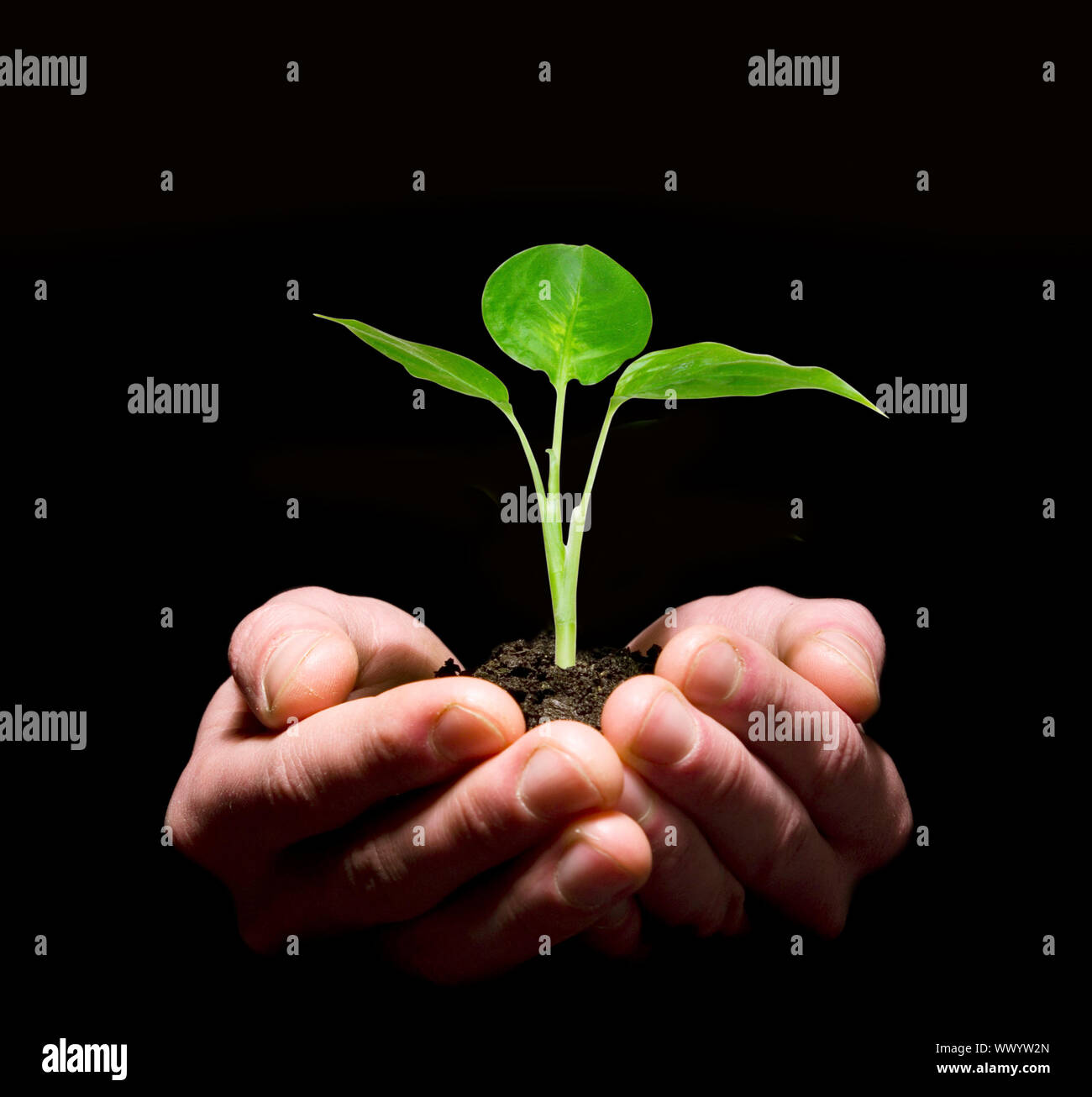 Hands holding sapling in soil Stock Photo - Alamy