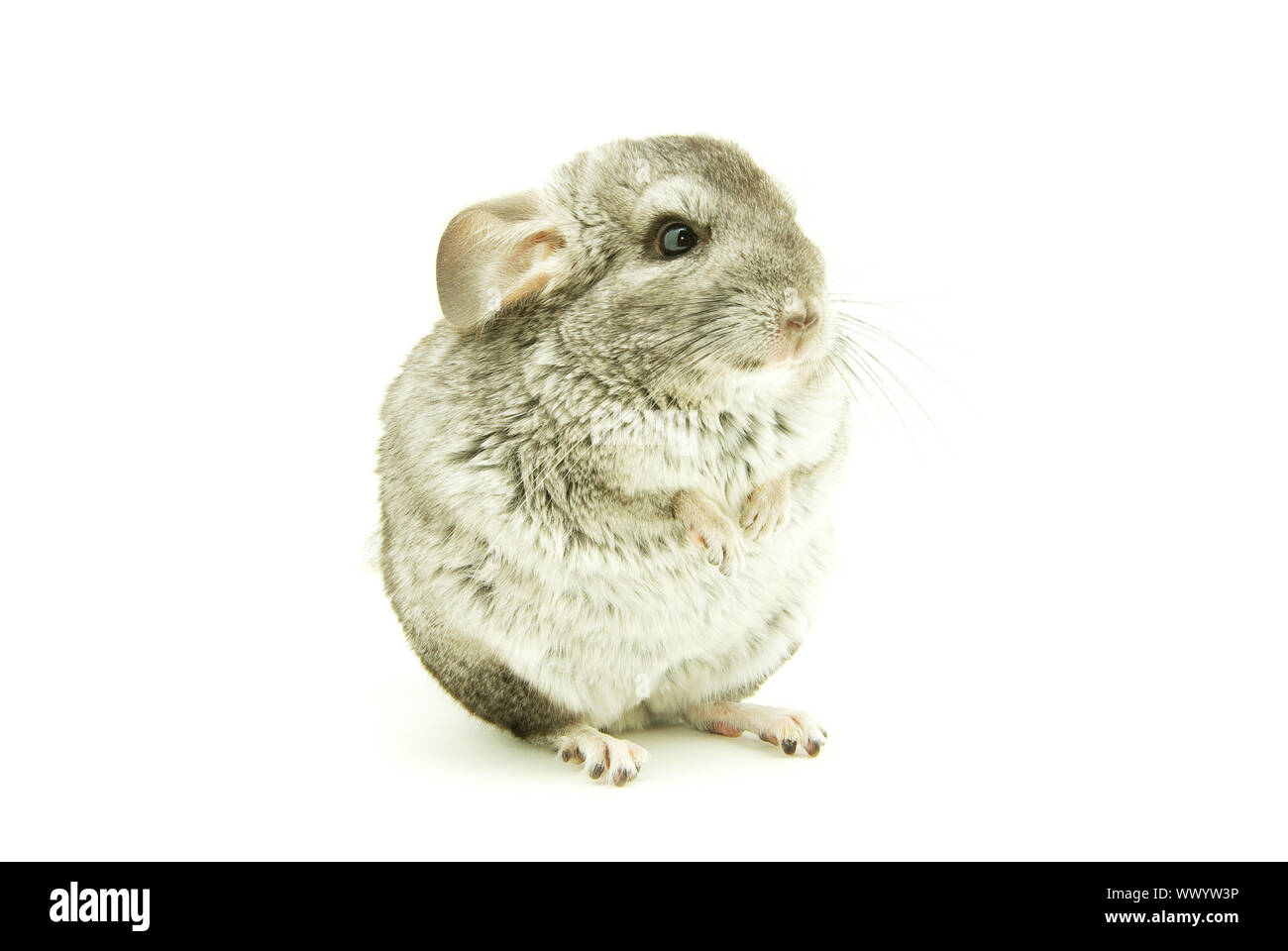 gray chinchilla isolated on white Stock Photo - Alamy