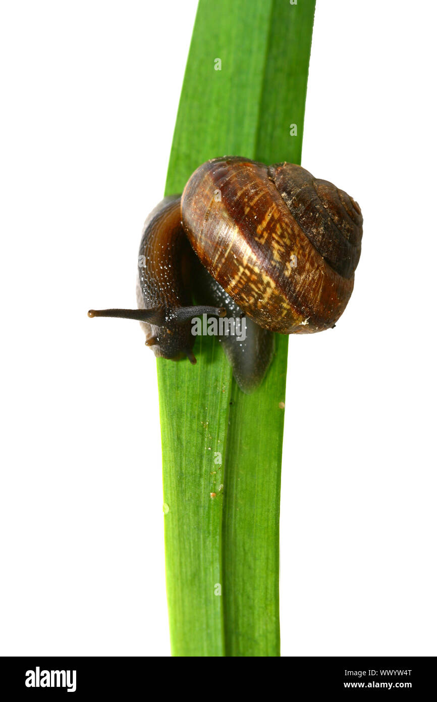 little shell macro close up isolated on white Stock Photo - Alamy