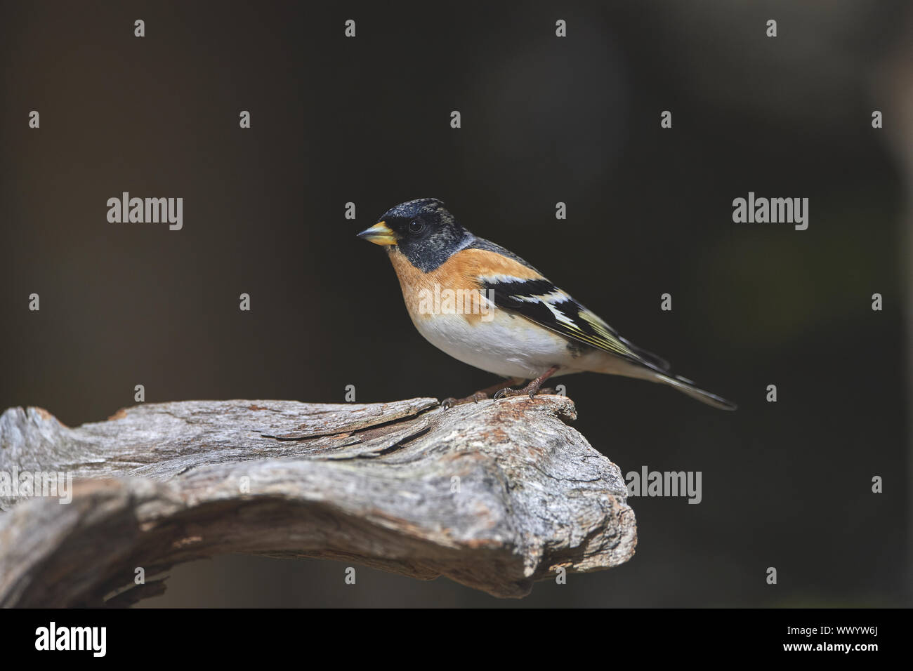 Birds mountain hi-res stock photography and images - Alamy