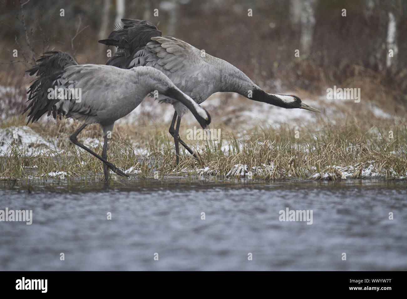 Common crane flying hi-res stock photography and images - Alamy