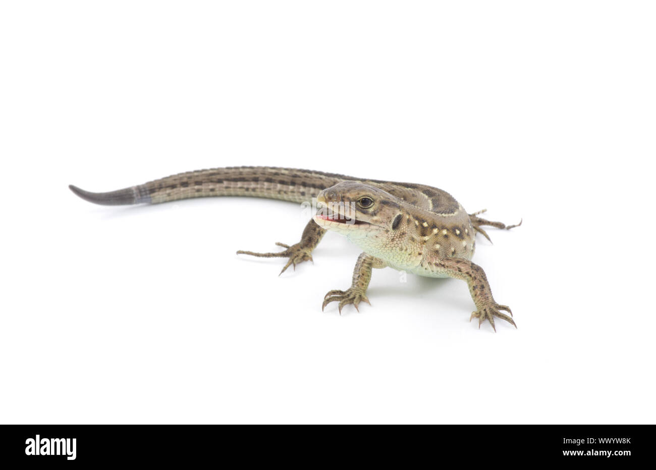 Small lizard isolated on white Stock Photo - Alamy