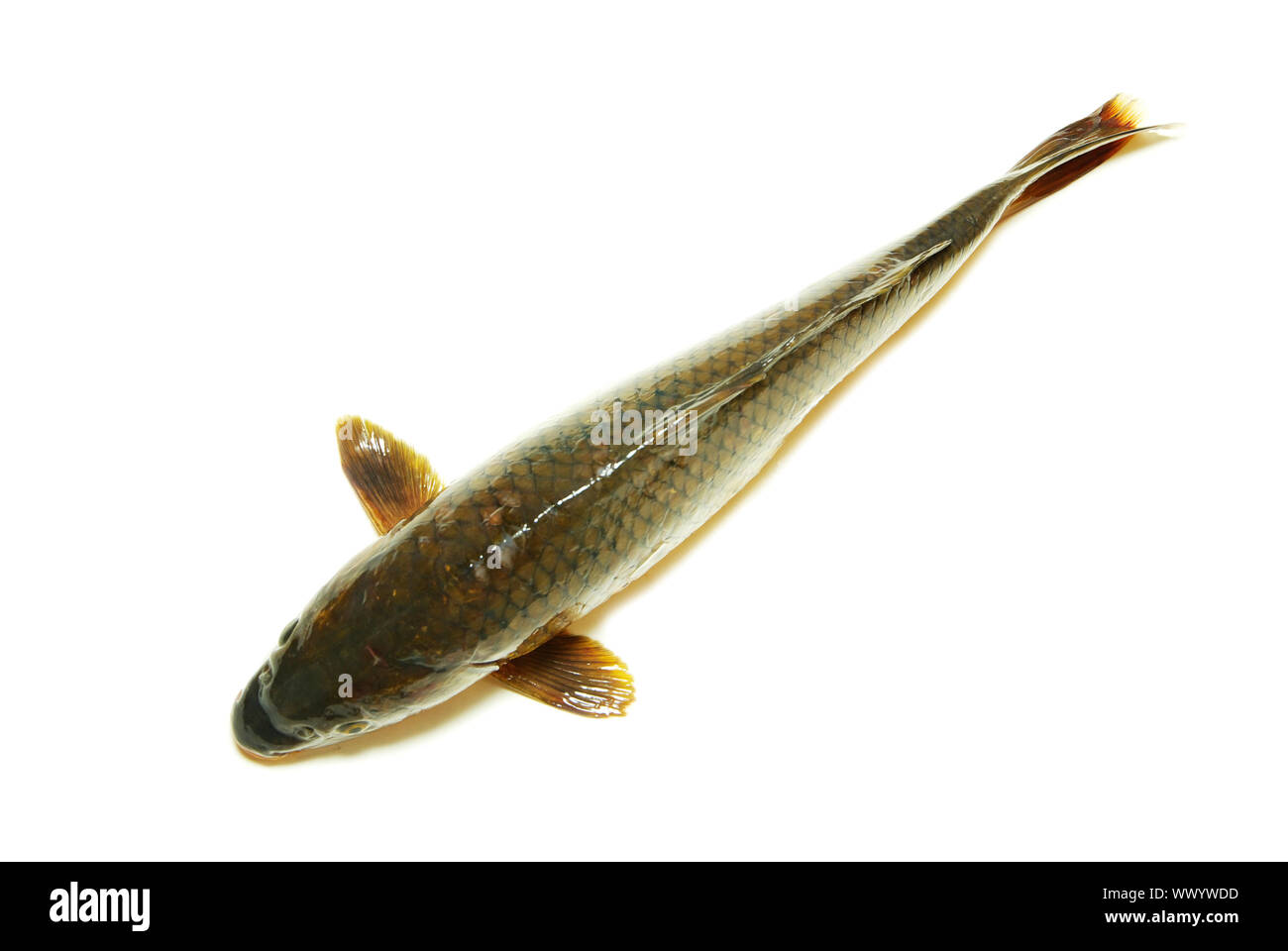 carp isolated on white background Stock Photo - Alamy