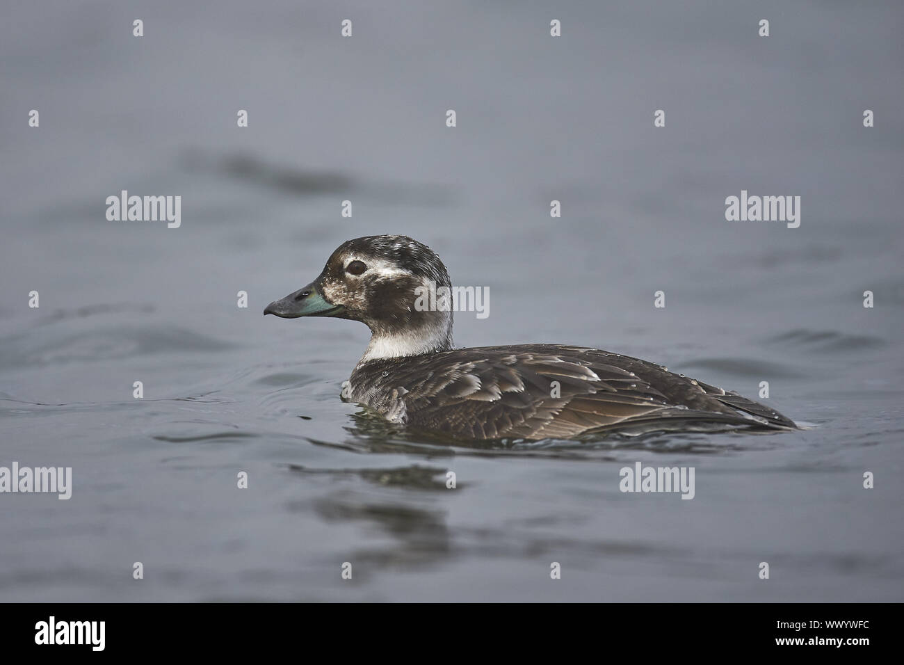 Ducks and animals hi-res stock photography and images - Alamy