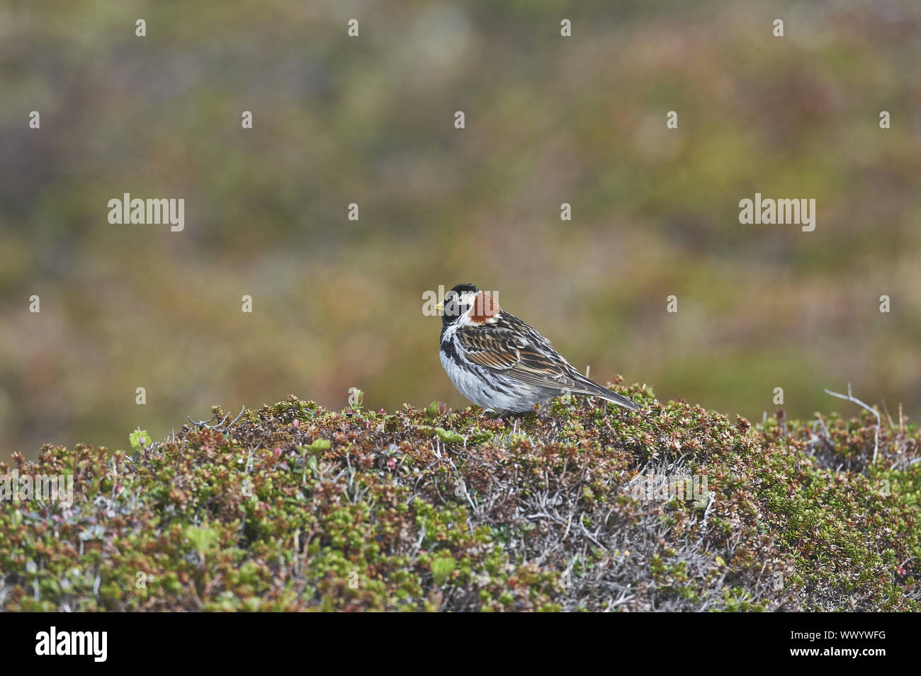Lapland bird hi-res stock photography and images - Alamy