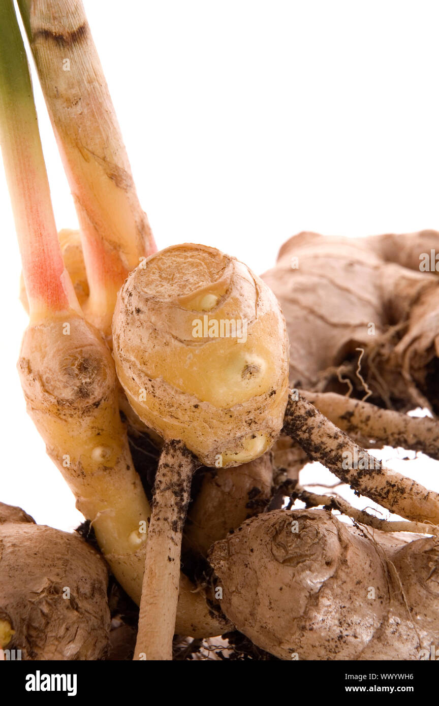 fresh ginger root. plant Stock Photo - Alamy fresh ginger root. plant Stock Photo - Alamy