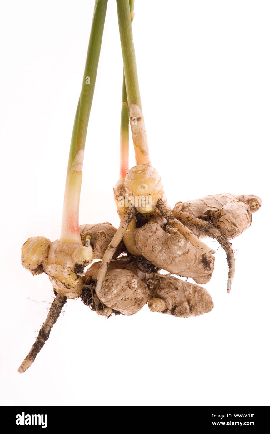 fresh ginger root. plant Stock Photo - Alamy