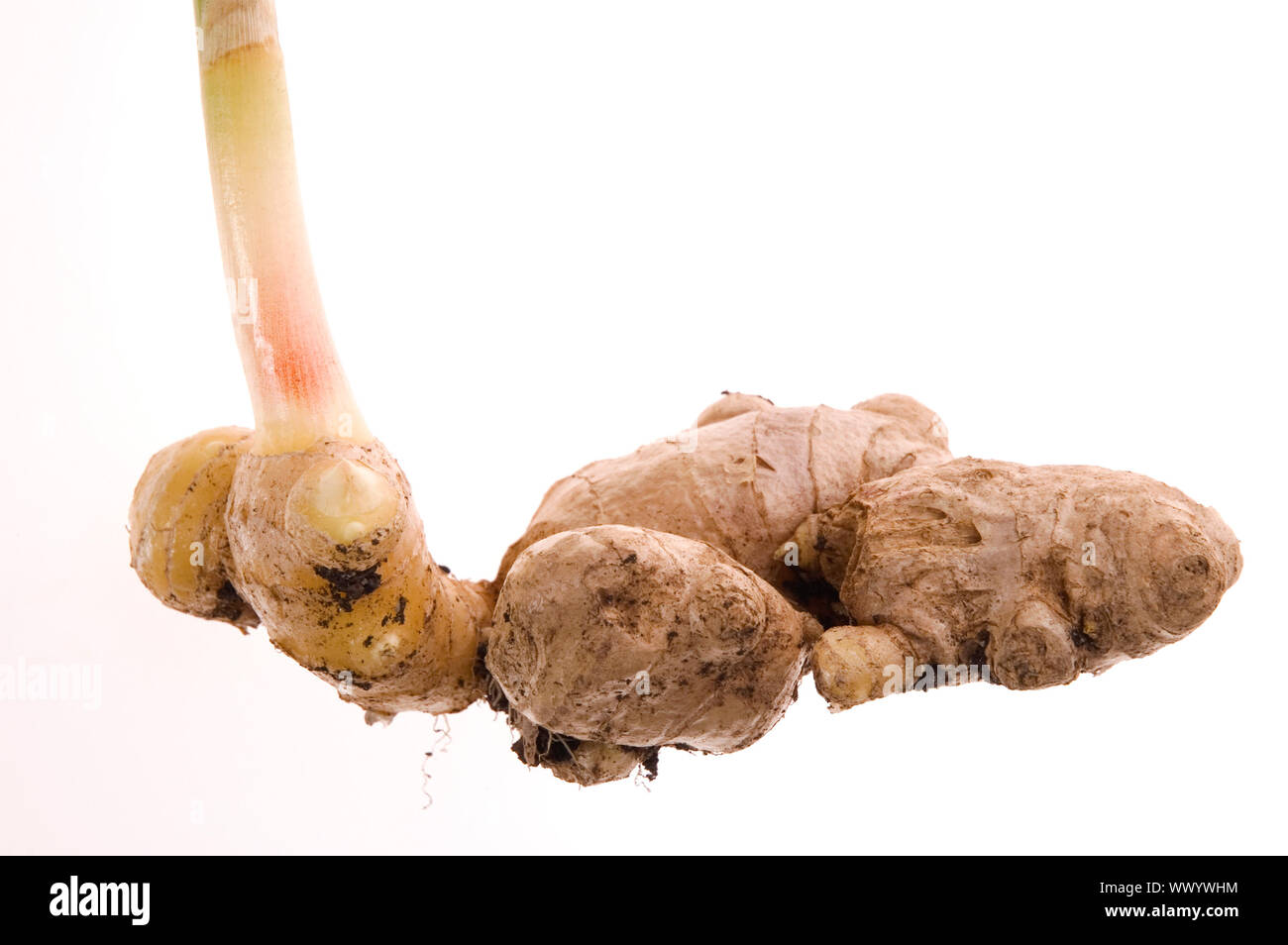 fresh ginger root. plant Stock Photo - Alamy fresh ginger root. plant Stock Photo - Alamy