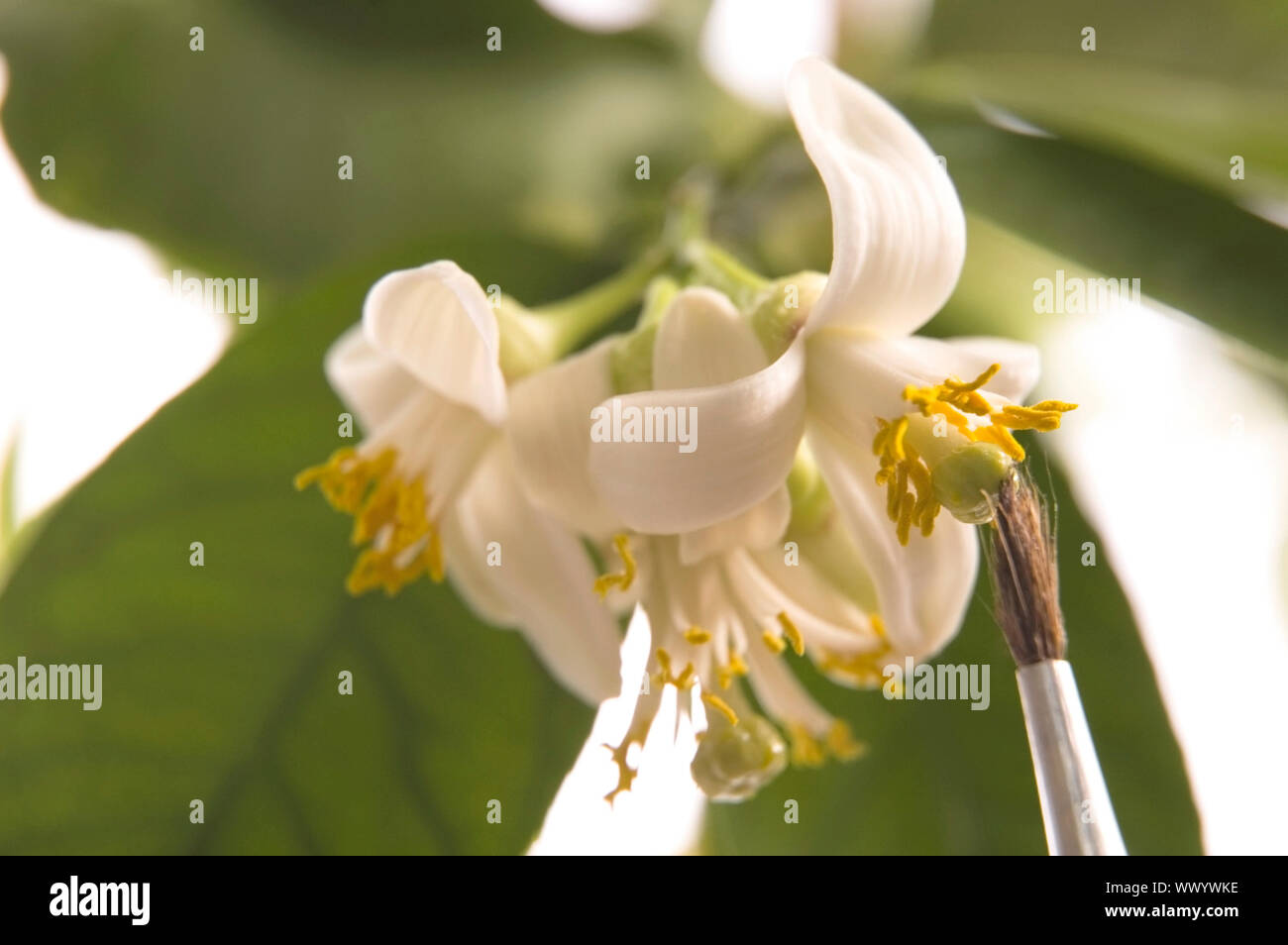 Lemon beetle hi-res stock photography and images - Alamy