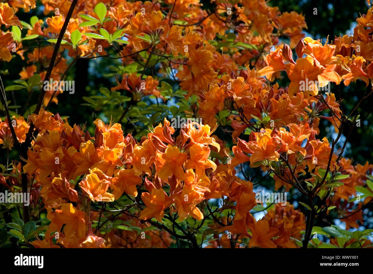 summer scenic. flowers Stock Photo - Alamy