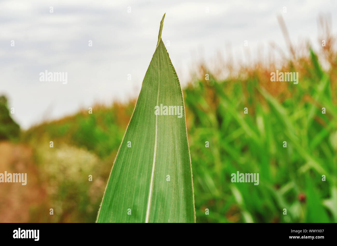 Green leaf of corn on a field background. Selected Varieties for ...
