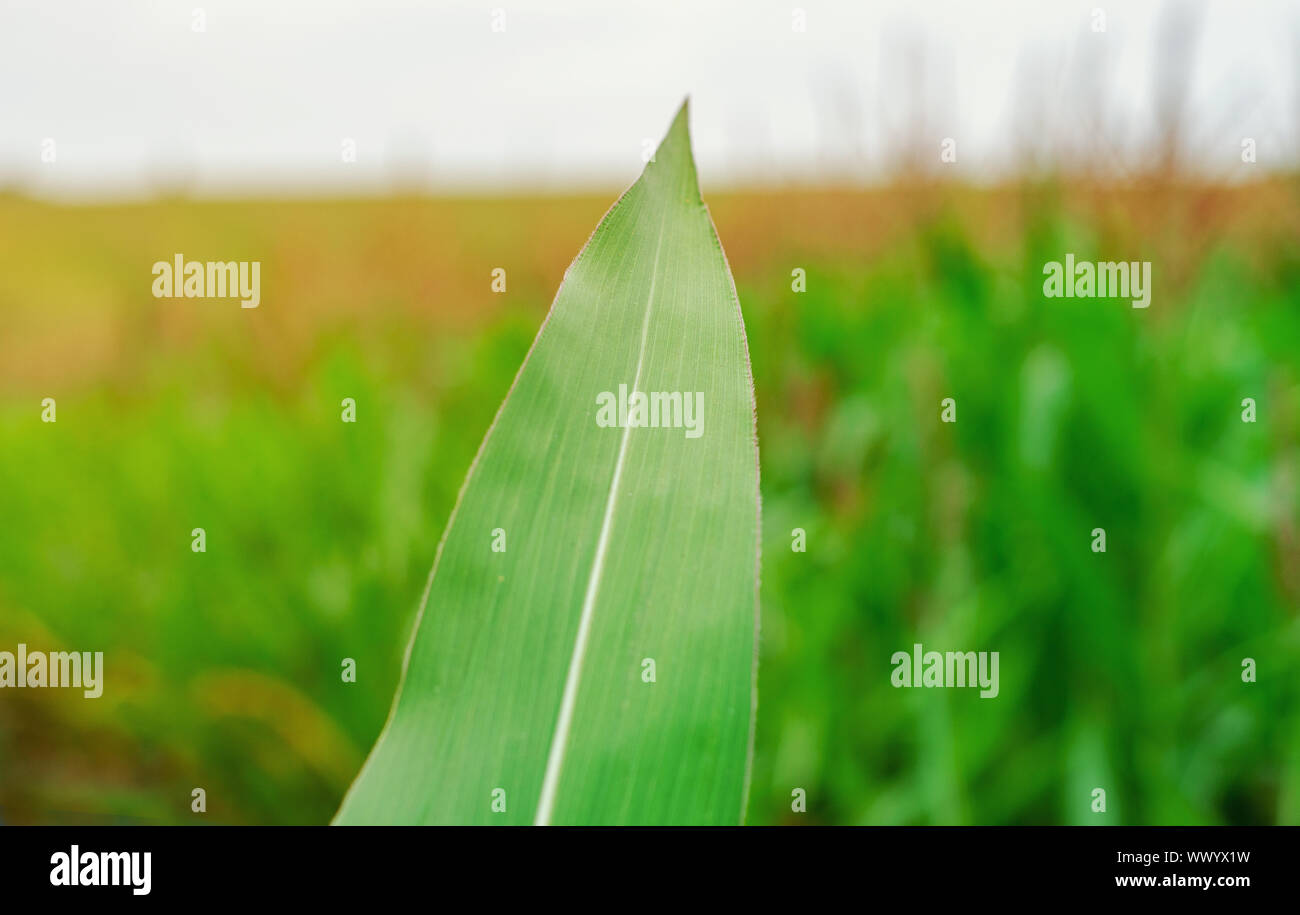 Green leaf of corn on a field background. Selected Varieties for ...