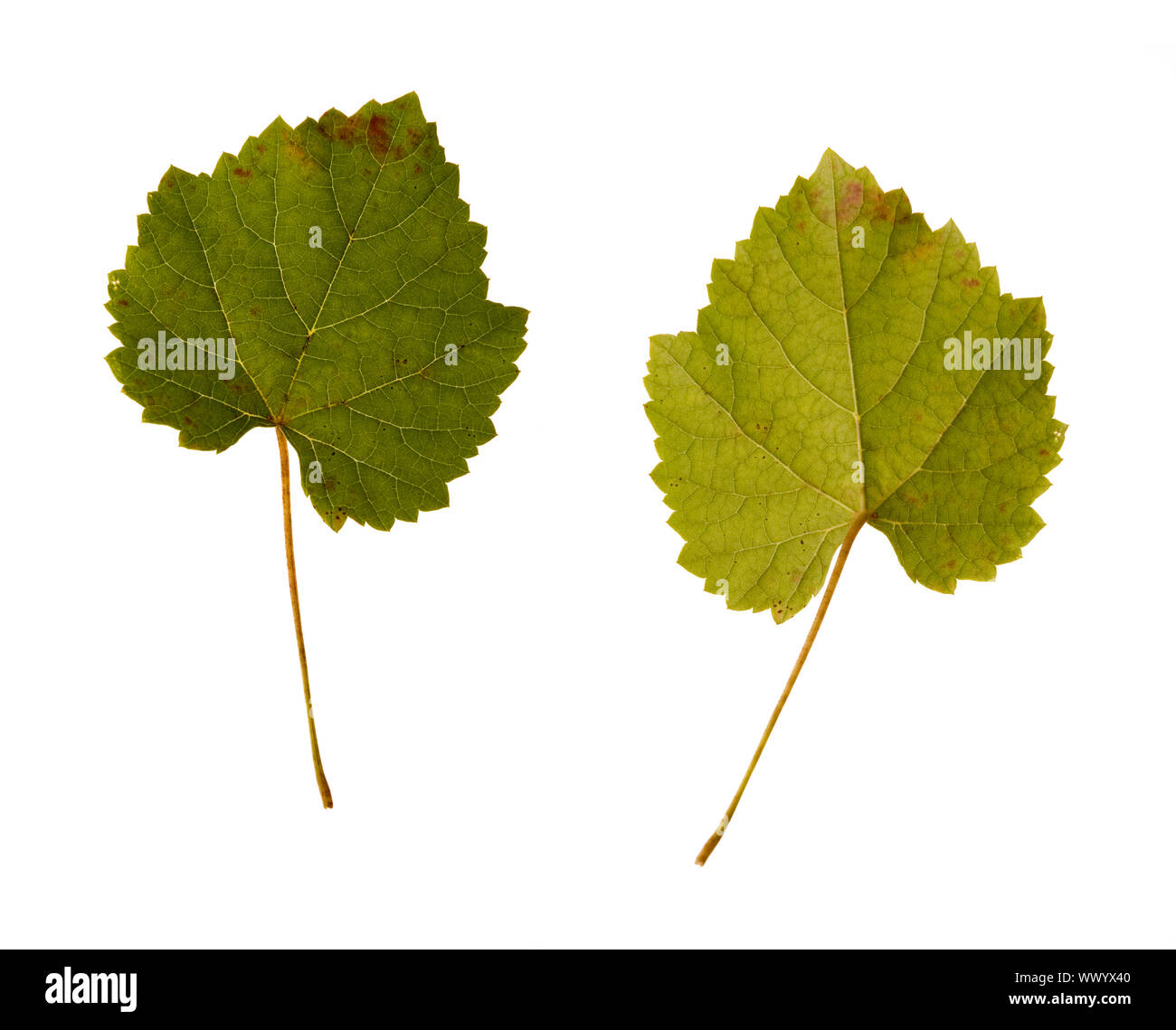 wine leaf isolated on the white background Stock Photo - Alamy