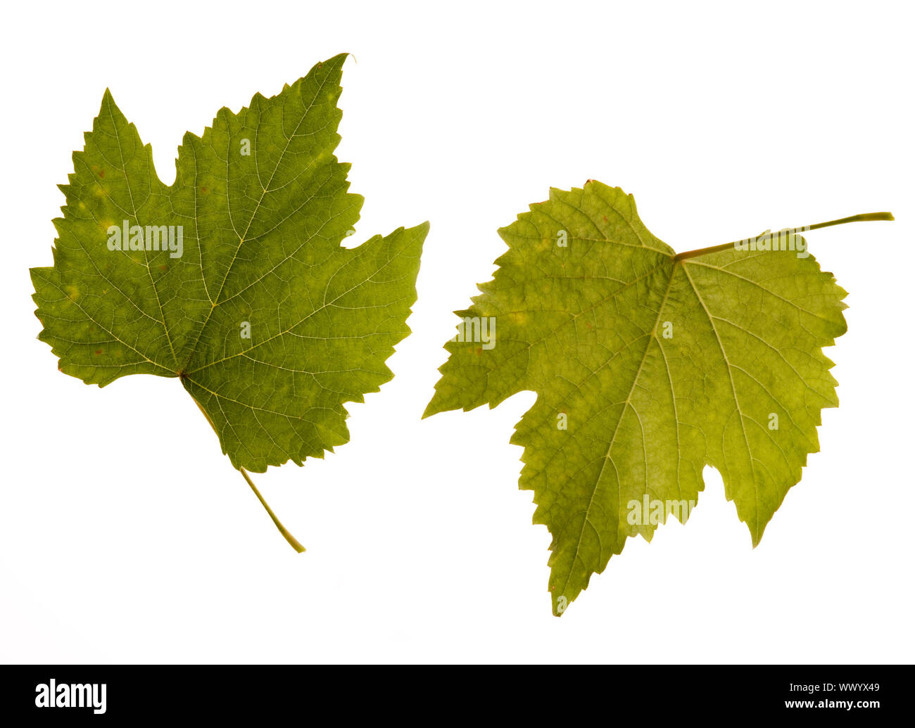 wine leaf isolated on the white background Stock Photo - Alamy