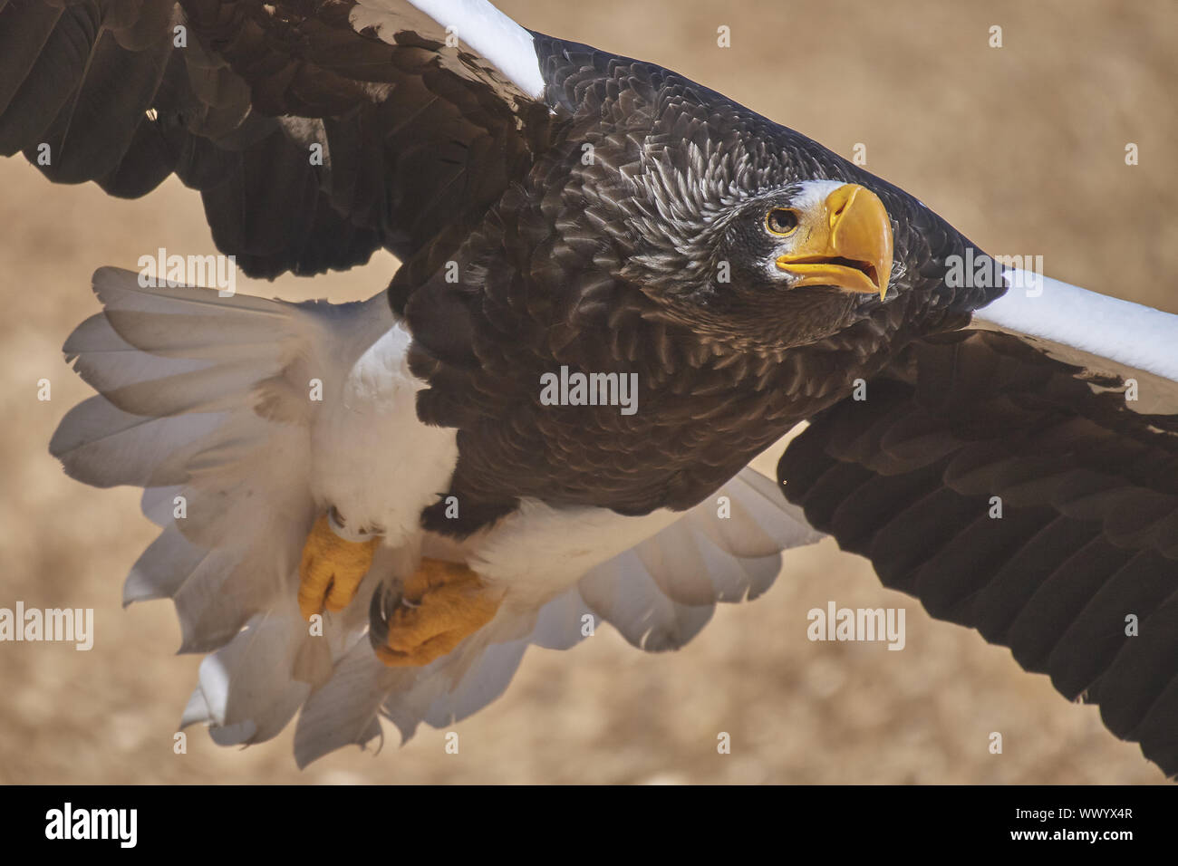 giant sea eagle Stock Photo - Alamy