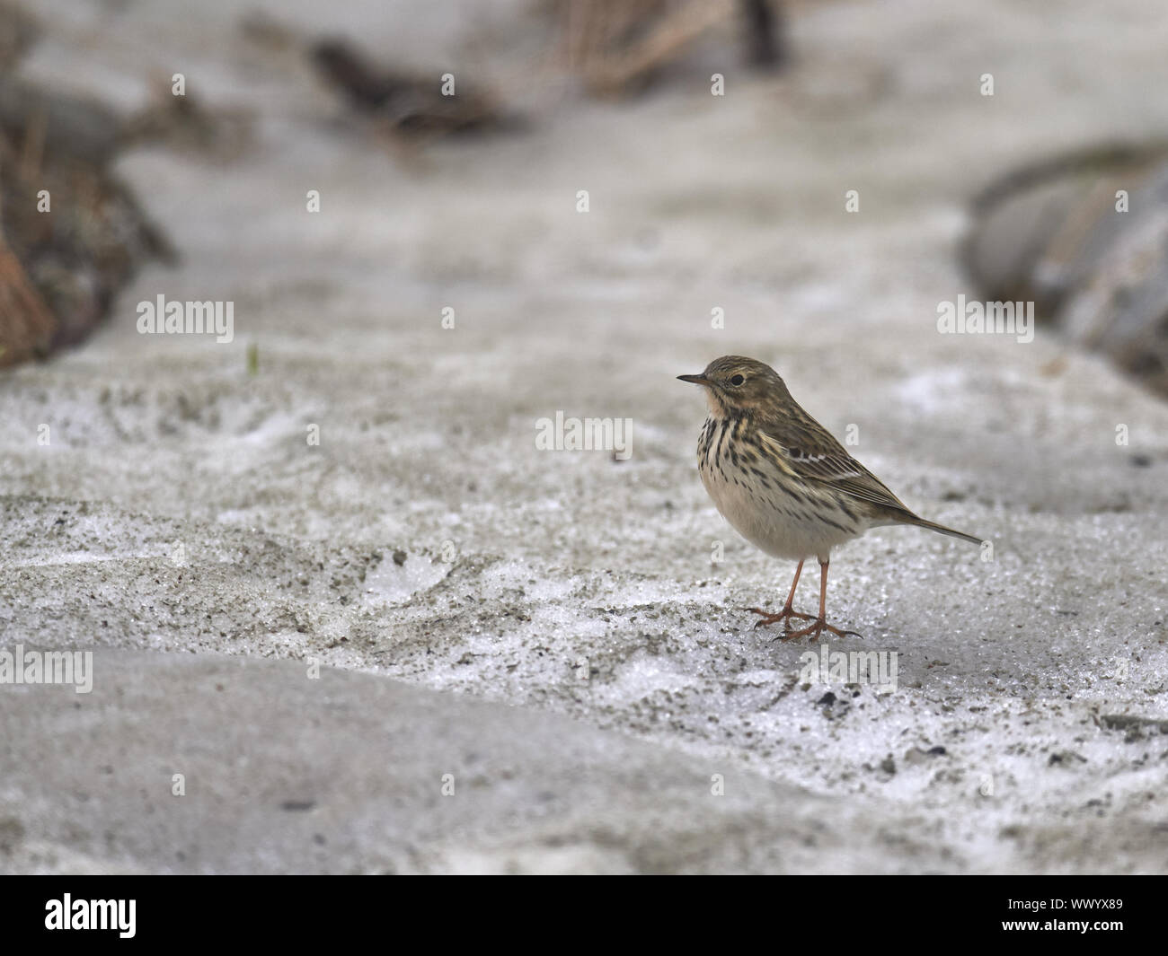 Pipits of europe hi-res stock photography and images - Alamy