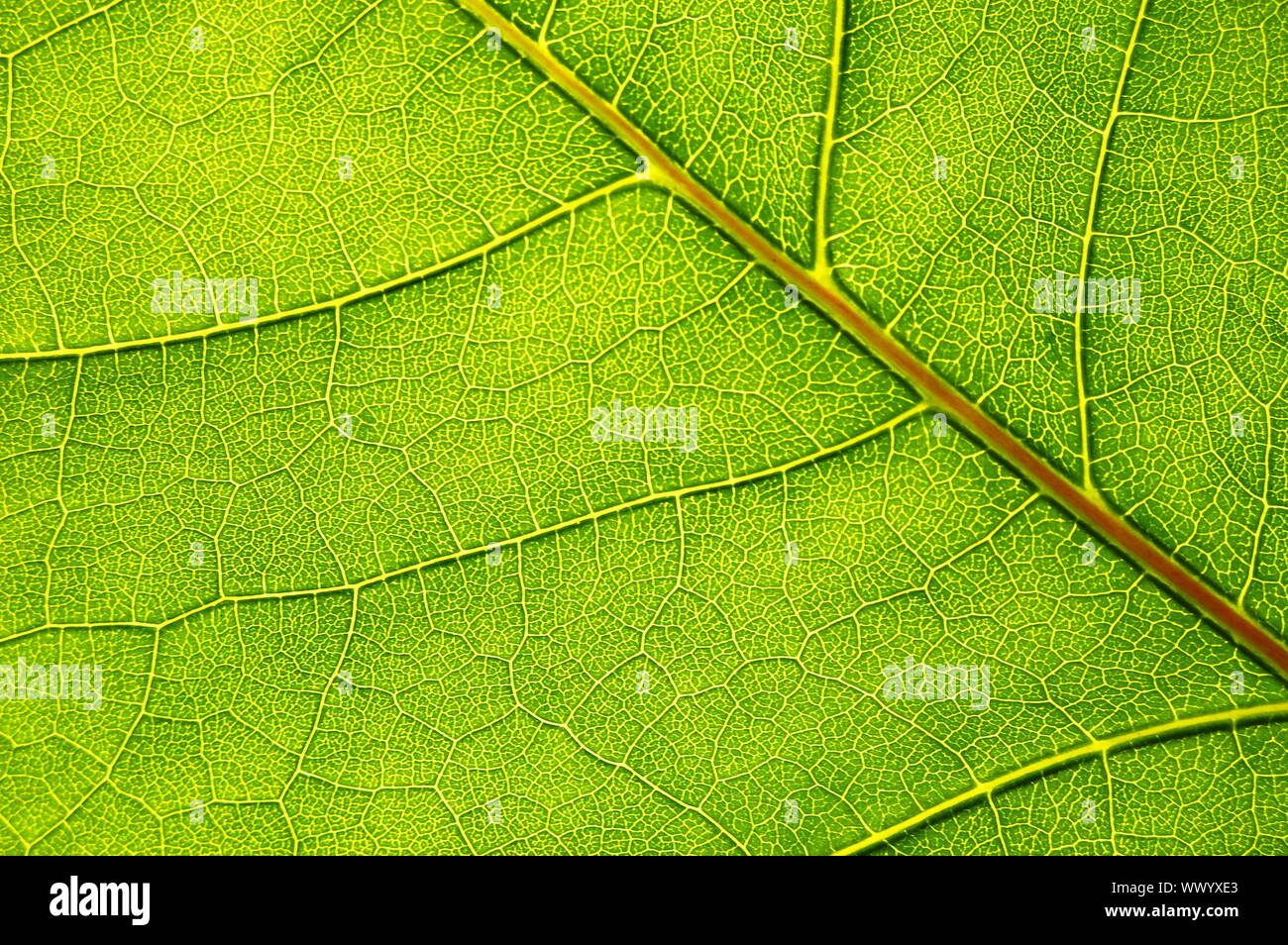 structure and texture of green leaf can be used as background Stock ...