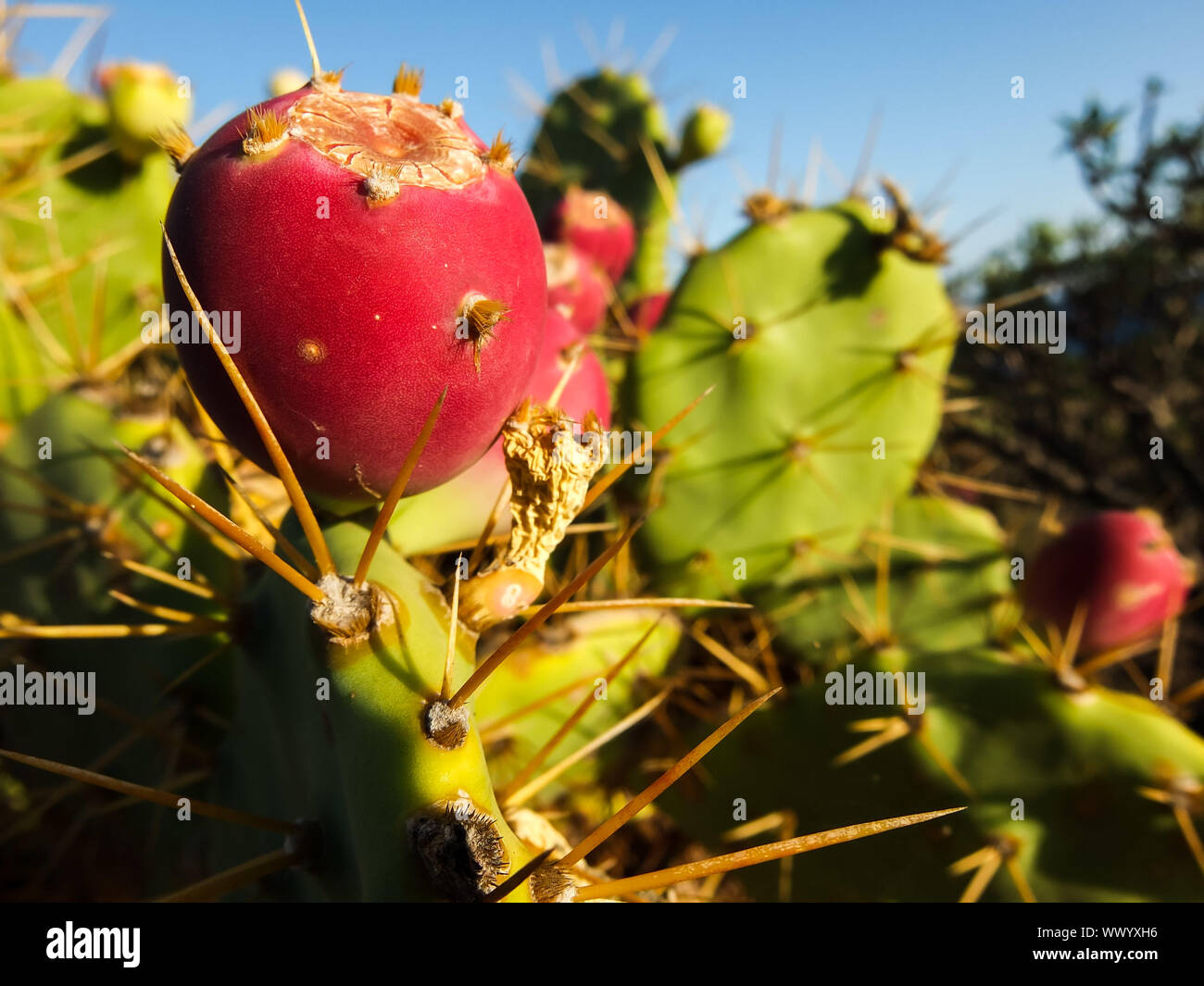Cactus Texture Background Stock Photo - Alamy