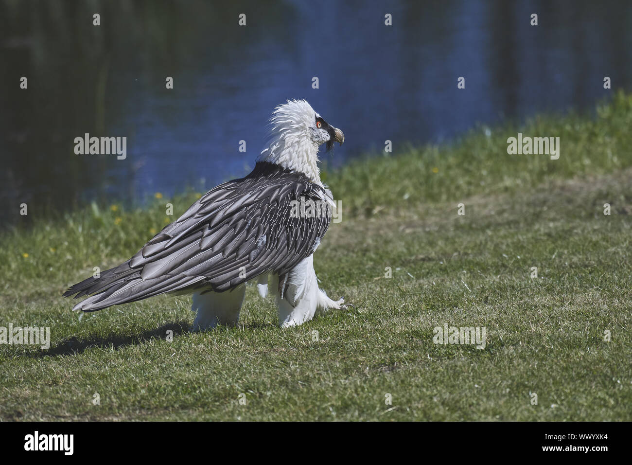 Falconiformes birds hi-res stock photography and images - Alamy