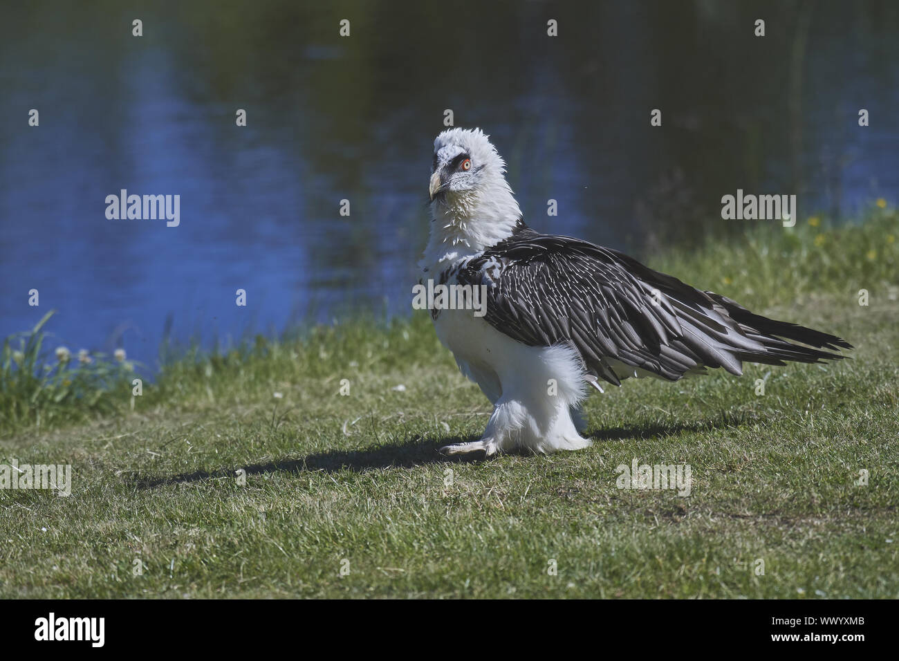 Bearded bird hi-res stock photography and images - Alamy