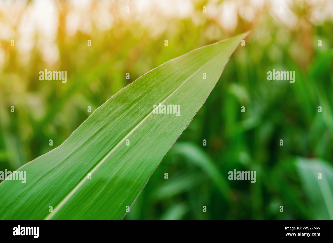 Green leaf of corn on a field background. Selected Varieties for ...