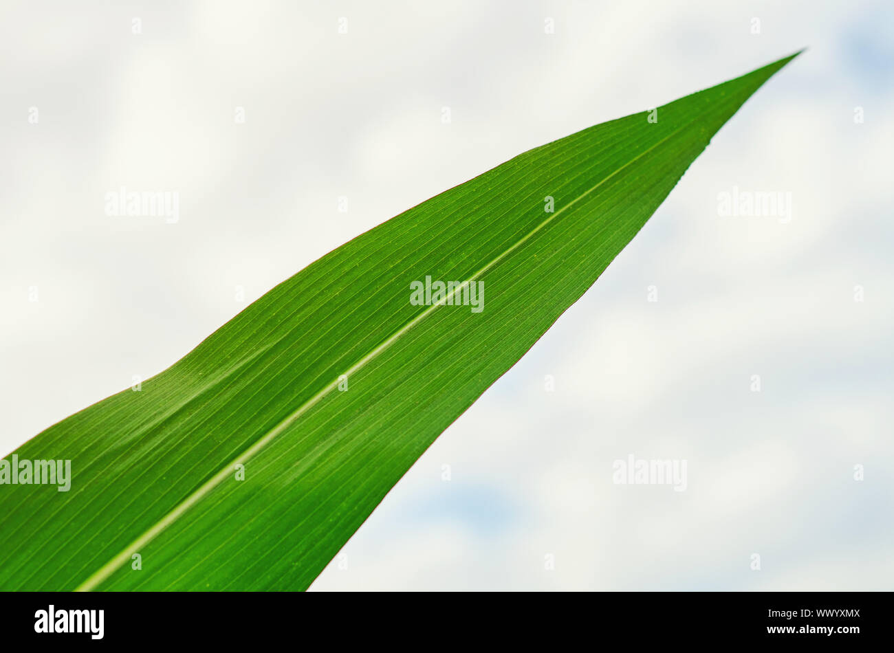 Green leaf of corn against the sky. Selected Varieties for Agriculture ...